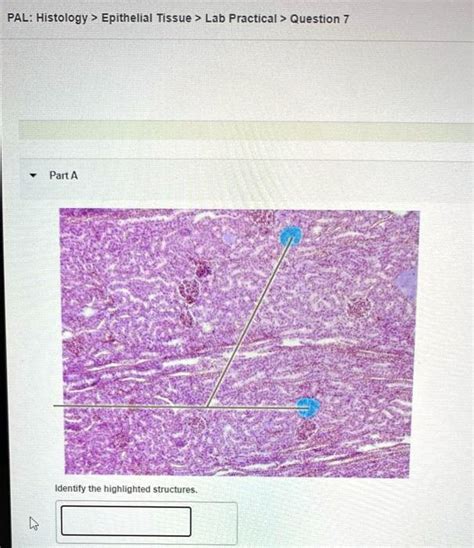 Solved Pal Histology Epithelial Tissue Lab Practical Question 7 Part