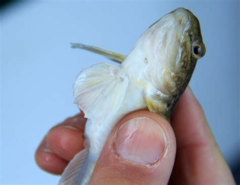 Round Goby Tip Of The Mitt Watershed Council