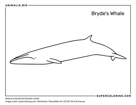 Brydes Whale Facts Diet Habitat And Pictures On Animaliabio
