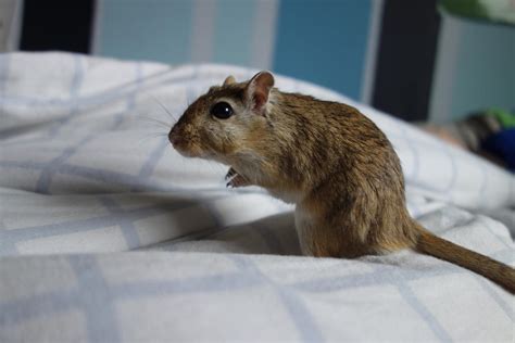 Mr Gerbil By Lesleyhammond On Deviantart