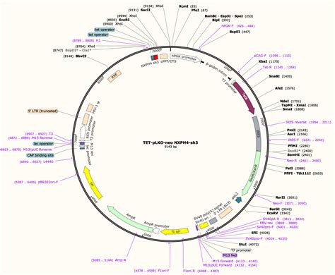 Addgene Tet Plko Neo Nxph4 Sh3