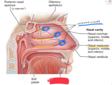 Posterior Nasal Aperture