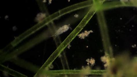 A Microscopic Copepod Feeds Stock Footage Videohive
