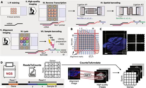 Spatial Transcriptomics Using Multiplexed Deterministic Barcoding In
