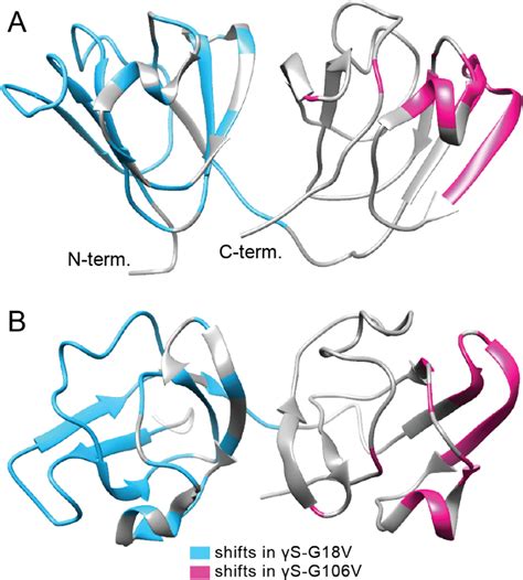 Figure 1 From Function And Aggregation In Structural Eye Lens Crystallins Semantic Scholar