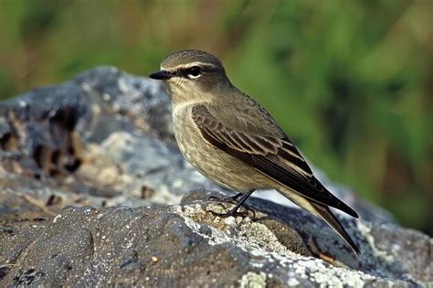 Photography Of Swift Bird Premium Ai Generated Image