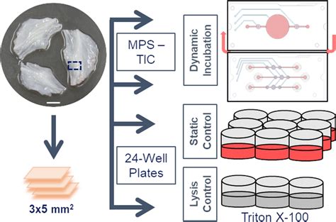 Experimental Workflow Tic Mps And Control Av Tissue Culture Pavs Or