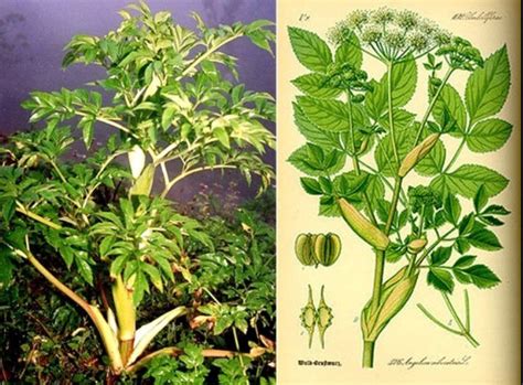 BẠch ChỈ ️ Thảo Mộc Thái Phong