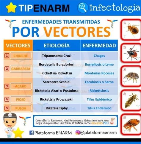 Enfermedades Transmitidas Por Vectores Cosas De Enfermeria Medicina