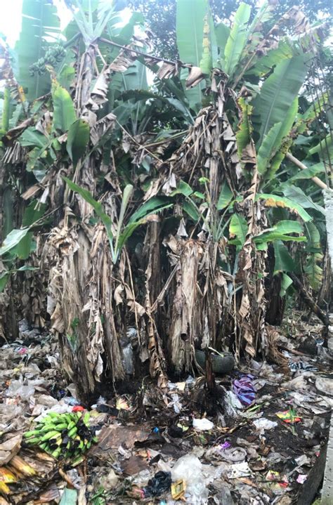 Teba Malang Hanya Dikenang Balebengong