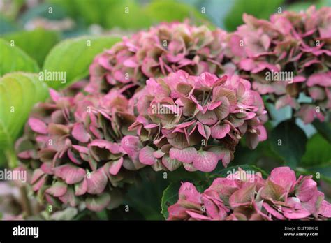 View Of Several Beautiful Hydrangea Macrophylla Flower Heads With Autumnal Discoloration