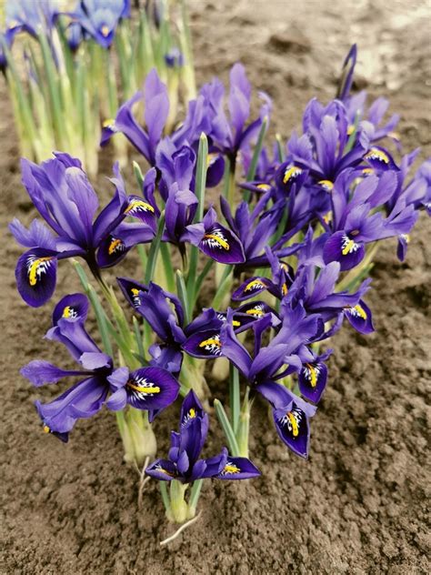 Irys Niski Pixie Sadzonka WiosnĄ Zakwitnie Wczesny Jak Krokusy
