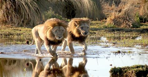 El Delta Del Okavango Uno De Los Destinos Más Increíbles De África