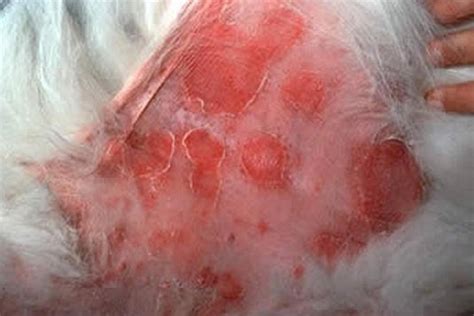 Canine Pyoderma Bacterial Skin Infections Photos Info Solutions