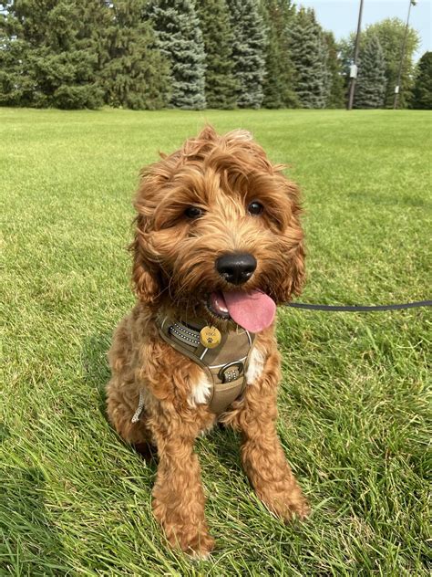 355 Best Rcockapoo Images On Pholder Aizen 10mo And Kisuke 7mo