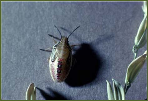 M Rice Stink Bug Nymph Download Scientific Diagram