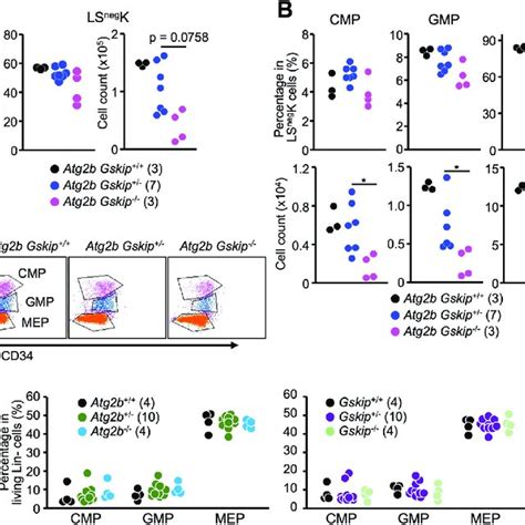 Flow Cytometric Analysis Of Cmps Gmps And Meps In Embryos A