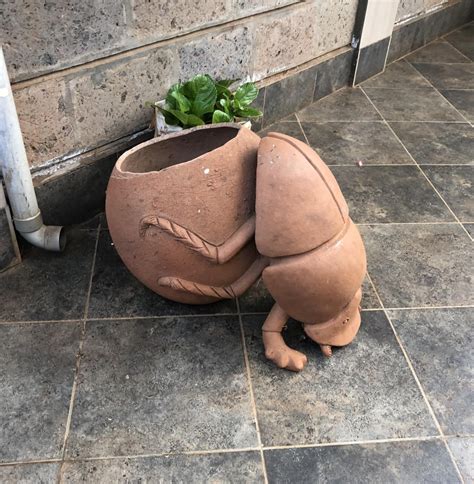 Dung Beetle Pot Title Rgardening