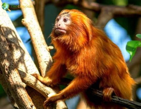 Golden Lion Tamarin Characteristics Leontopithecus Rosalia Diet And Facts