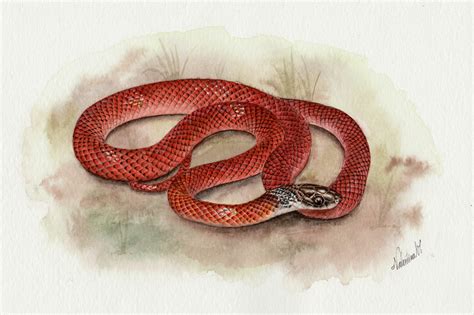 Serpientes De Colombia Serpentario Nacional Valentina Nieto Fernández