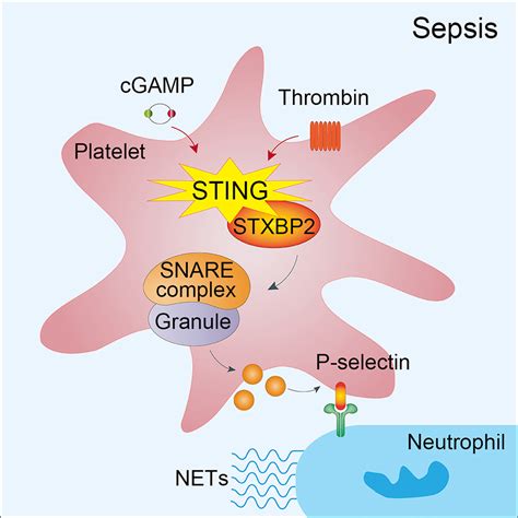 Sting Activation In Platelets Aggravates Septic Thrombosis By Enhancing