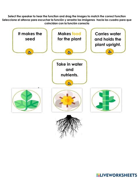 1345906 Parts Of A Plant And Functions Astryd Arias
