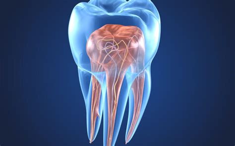 The Future Of Endodontic Care Is Regenerative Endodontics Dr Fay Mansouri