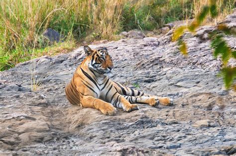 Premium Photo Beautiful Royal Bengal Tiger Resting In Ranthambore