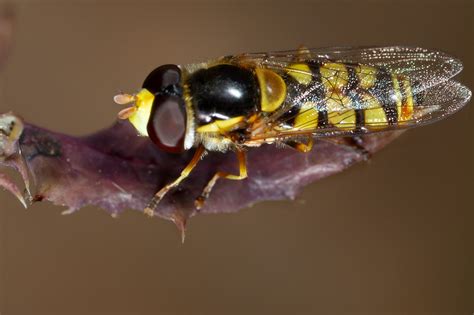Hoverfly Adult Cesar Australia