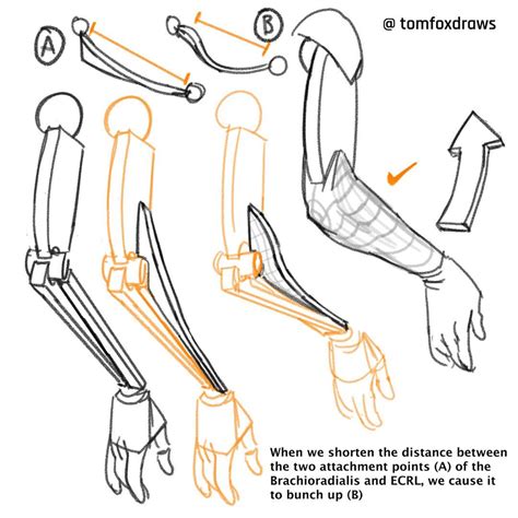 Pin By Soph Cook On References And Tutorials Human Anatomy Drawing Arm