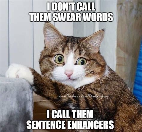 Pin By Barbara Sheffield Smith On Cat Memes Funny Cute Cats Cat