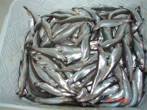 Female Capelin Canada Price Supplier 21food