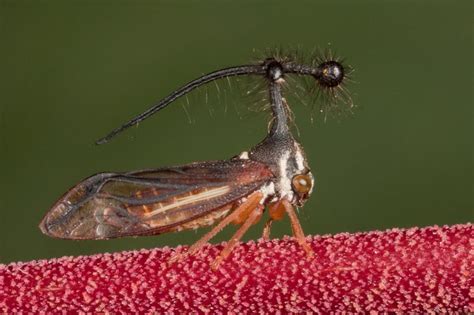 The Art Of The Ball Bearer Leafhopper Featured Creature
