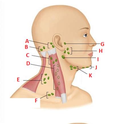 Diagram Of Palpable Nodes Quizlet