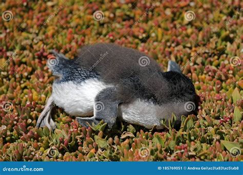 Dead Penguin In Australia Stock Image Image Of Living 185769051