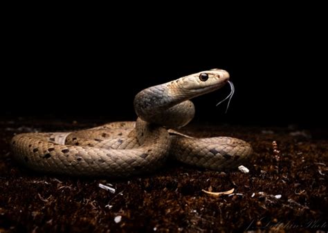 Dugite Pseudonaja Affinis Snakes And Lizards