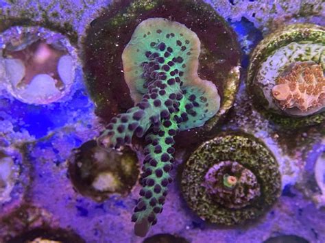 For Sale Dragon Soul Torch Glitter Bomb Goni Chalices Sps Frags