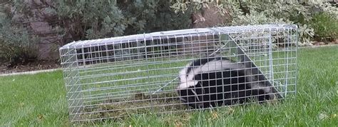 Skunk Trapping How To Trap A Skunk