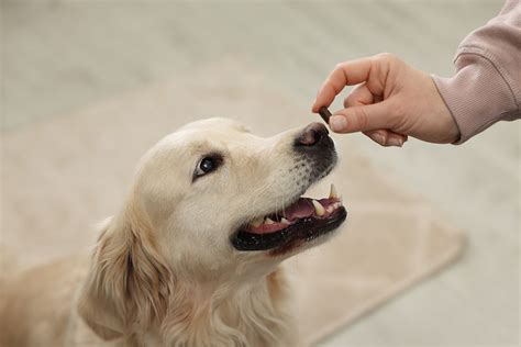 The Power Of Positive Reinforcement Training Your Dog To Take Their