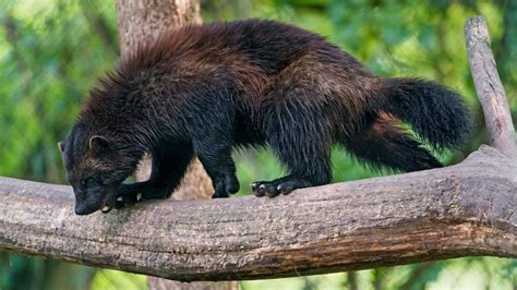 Wolverine Vs Badger An Intensely Scrappy Showdown Howstuffworks