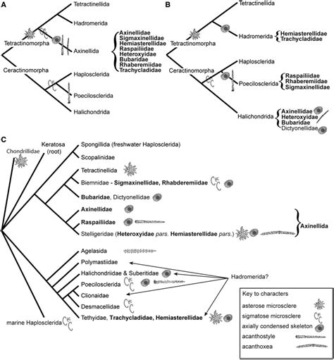 A Summary Of The Lévi Bergquist Hartman Classification Based