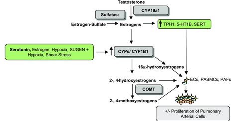 The Influence Of Serotonin And Estrogen In The Development Of Pah