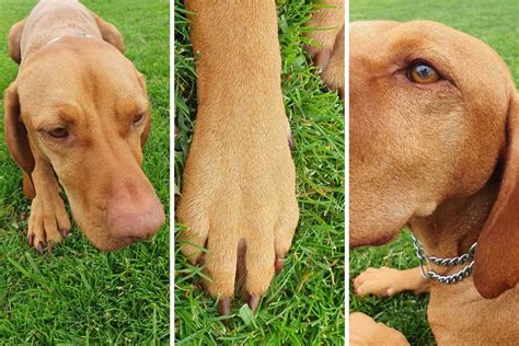 Hungarian Vizsla Colors A Guide To Standard Vizsla Coat Colors Its