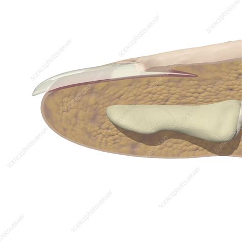 Cross Section Of A Nail Stock Image C005 0783 Science Photo Library