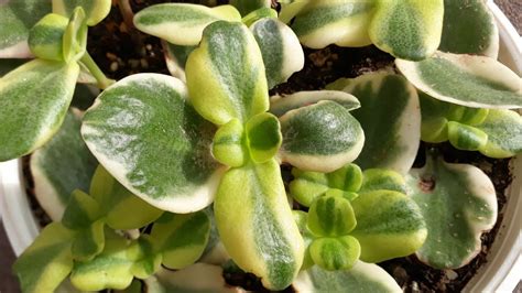 Crassula Multicava Variagata 🌱 Youtube