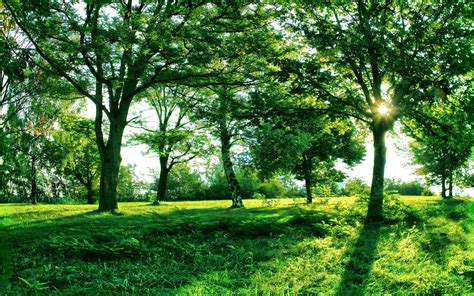 Summer Trees Grass Wallpapers Hd Desktop And Mobile Backgrounds