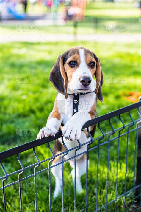比格犬可爱的小狗自然垂直画幅太空褐色纯种犬小的草