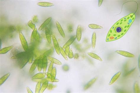 How Do Euglena Get Energy How Do They Move Outlife Expert