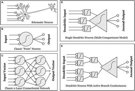 Frontiers Cellular Computation And Cognition