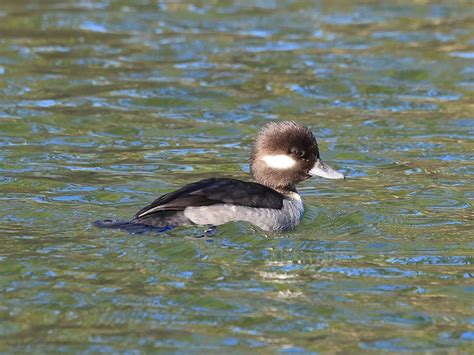 Female Bufflehead Ducks Male Vs Female Identification Birdfact